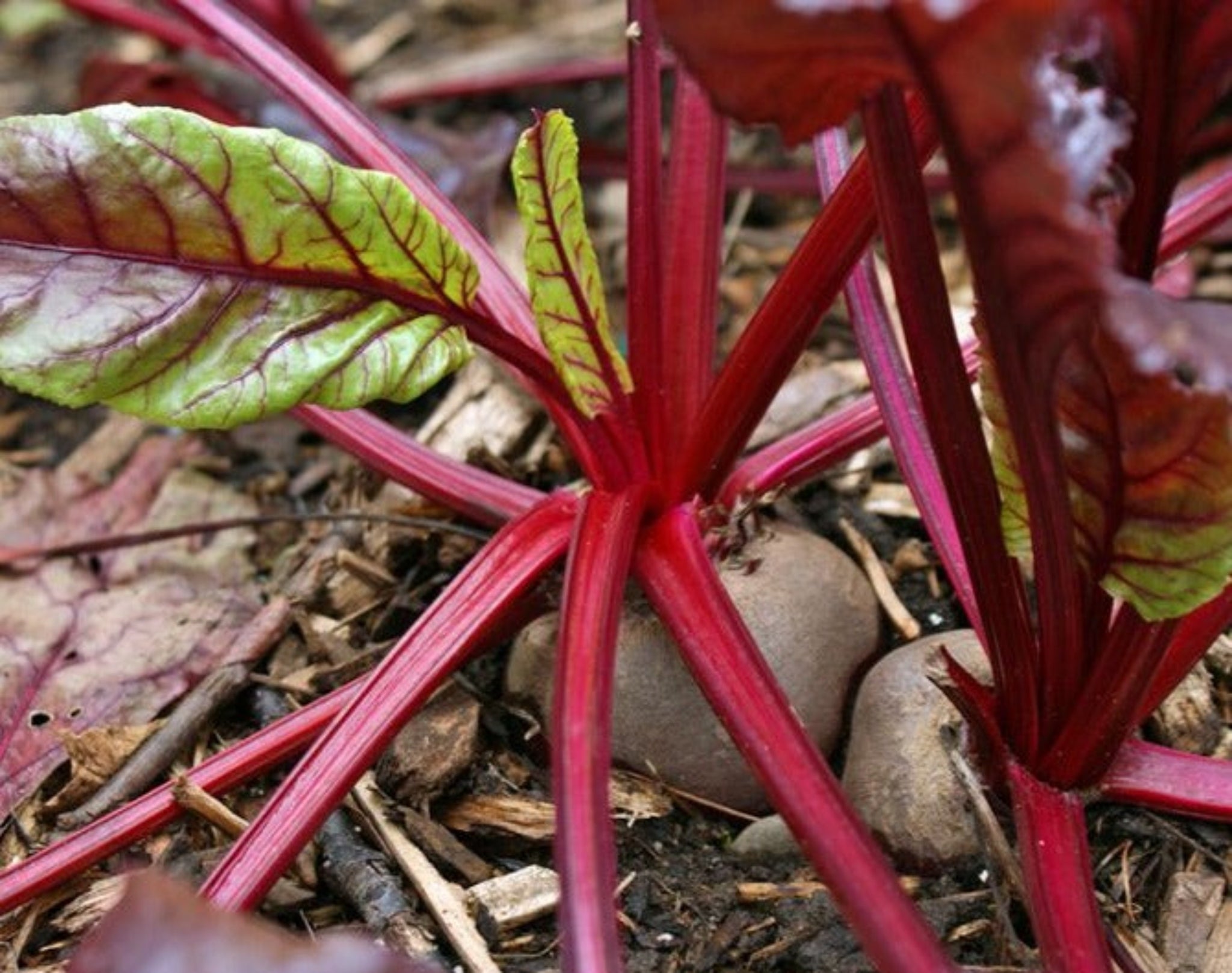 Bulls Blood Red Beets -Heirloom Seeds
