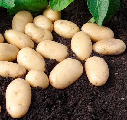 Jazzy Seed Potatoes – Garden Alchemy Seeds and More