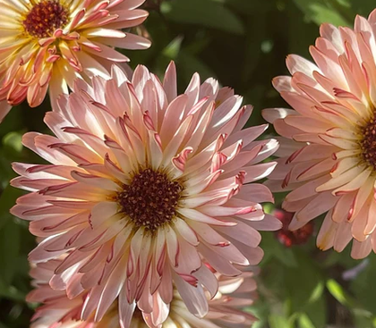 Orange Flash Calendula Flower Seed – Garden Alchemy Seeds and More