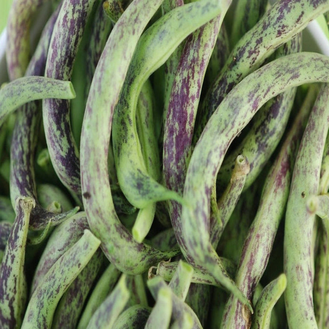 Rattlesnake Pole Bean Seeds – Garden Alchemy Seeds and More