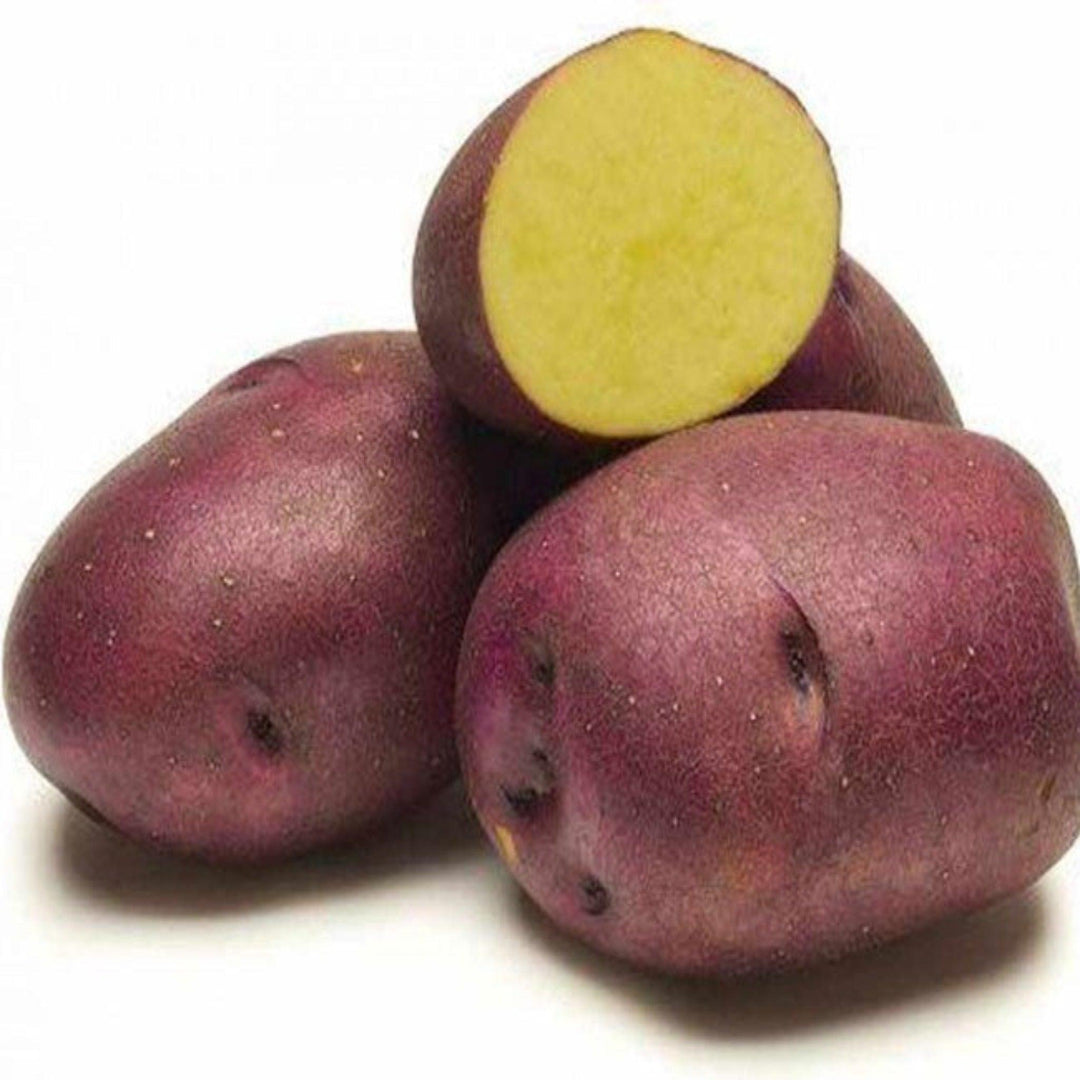 Huckleberry Gold Potato Seed - Ontario, Heirloom Seed Potatoes – Garden ...