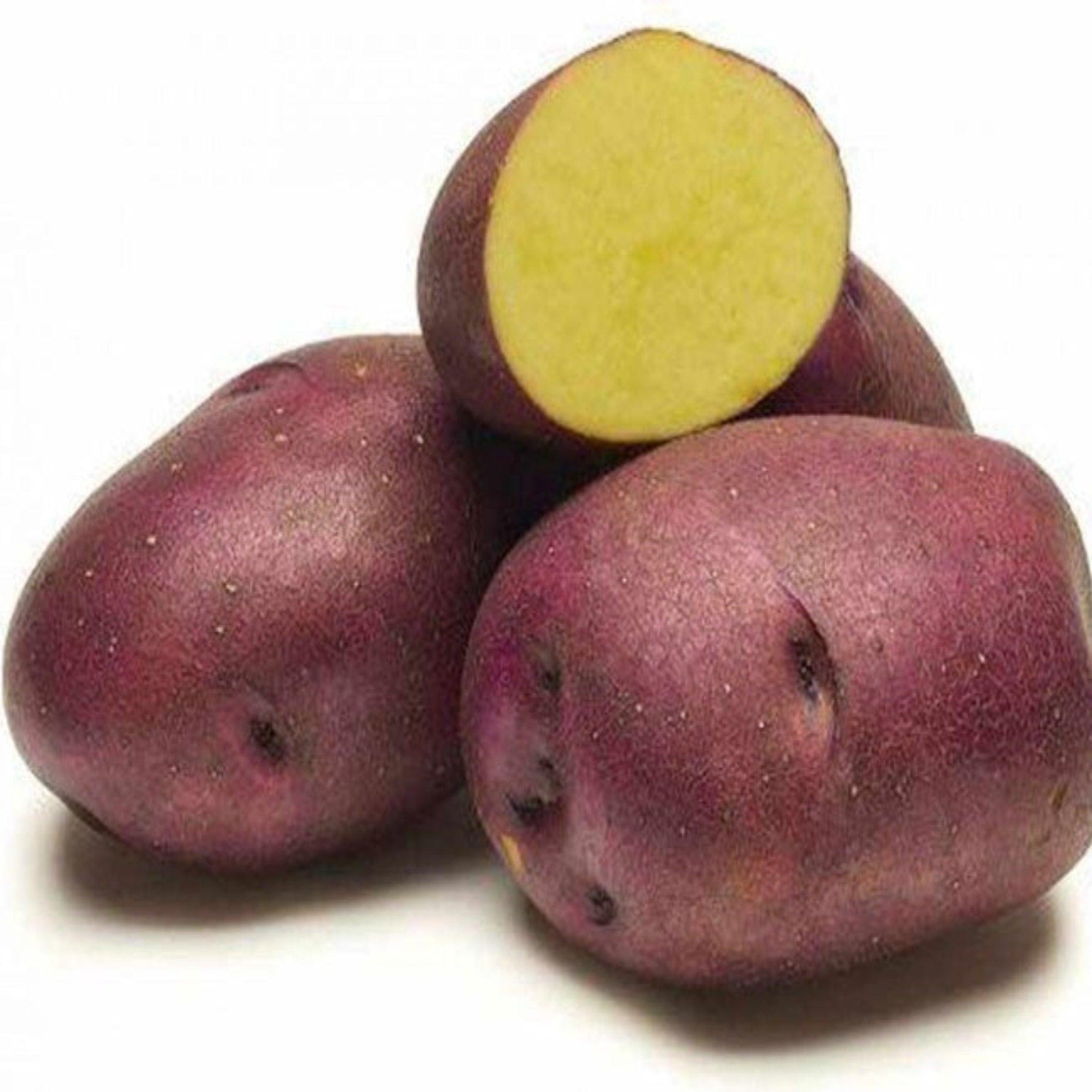 Huckleberry Gold Potato Seed - Ontario, Heirloom Seed Potatoes – Garden ...
