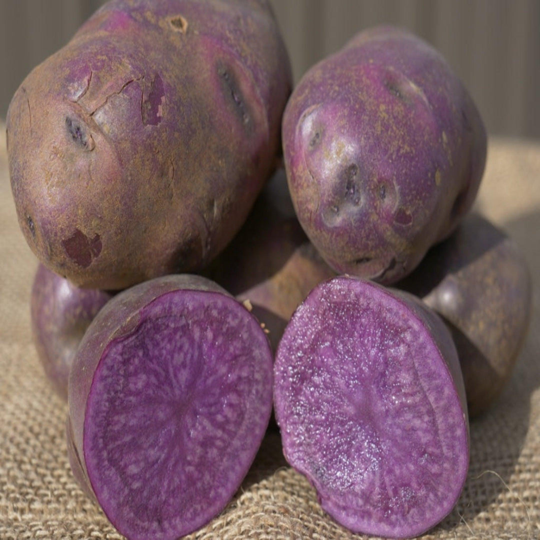 Adirondack Blue Potato Seed - Ontario Seed Potatoes by Garden Alchemy ...