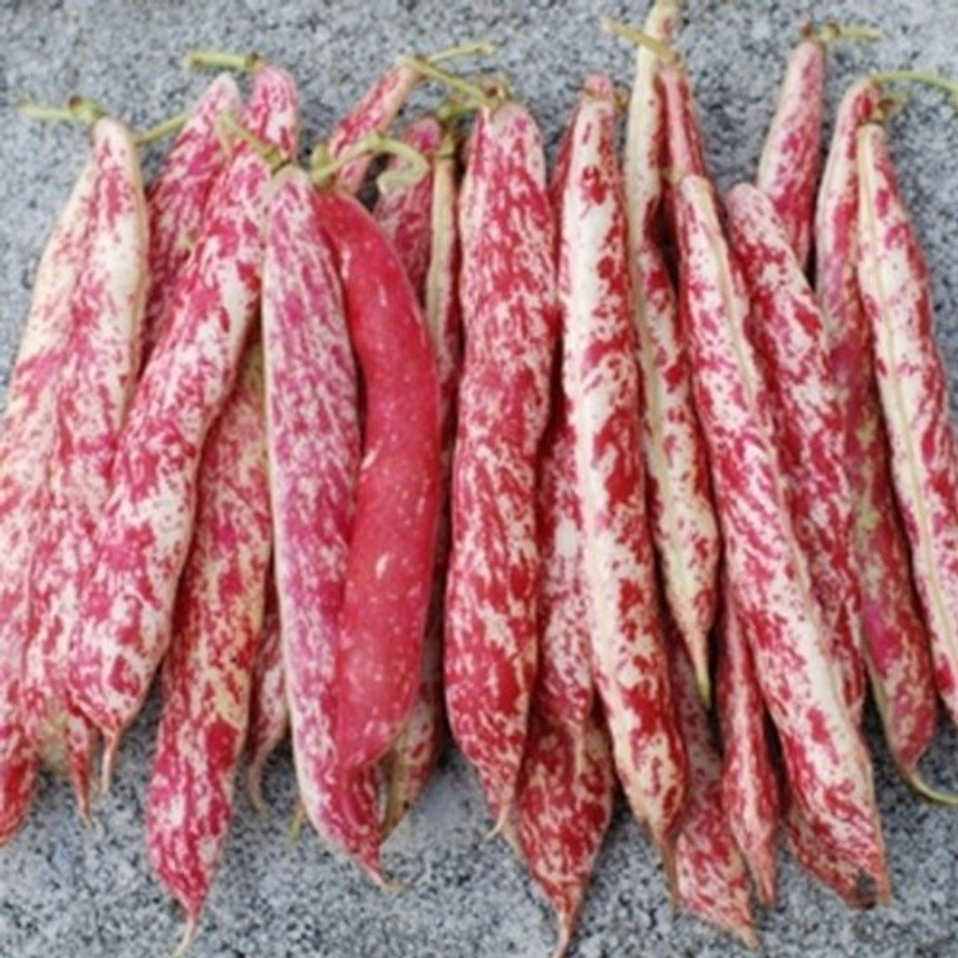 Dwarf Horticultural Bush Bean - Heirloom, Non-GMO Seeds – Garden ...