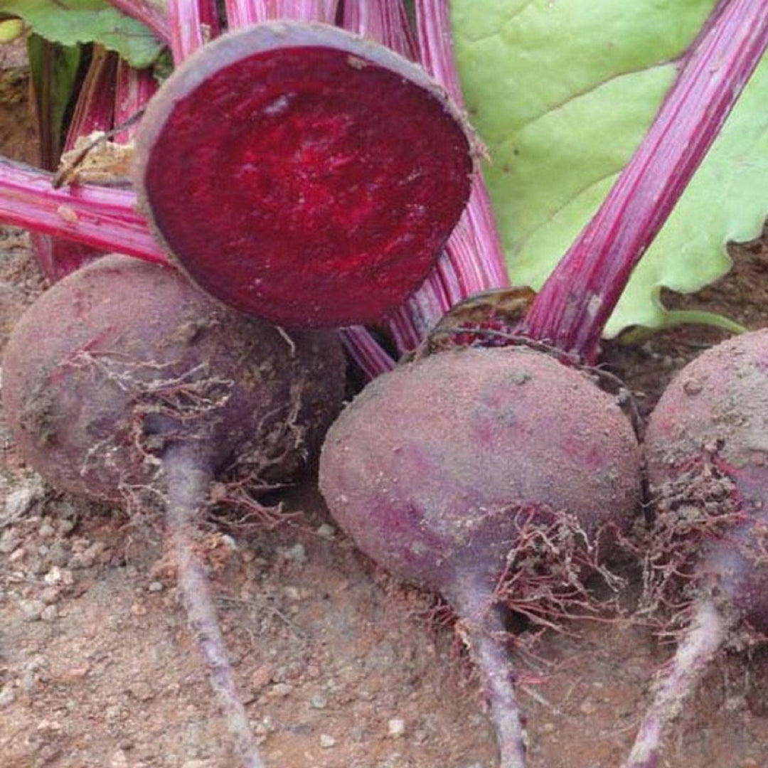 Robin Beet- Hybrid Seeds – Garden Alchemy Seeds and More