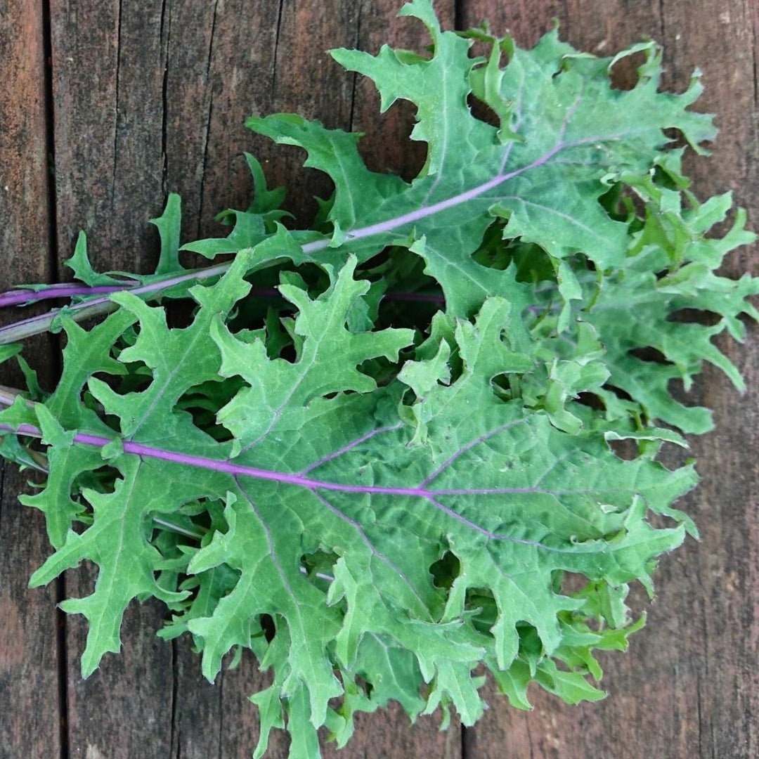Red Russian Kale - Organic, Heirloom, Non-Gmo Seeds – Garden Alchemy ...