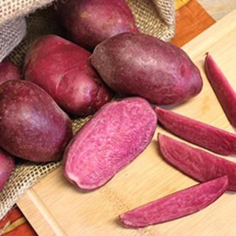 Terra Rosa Potato Seed - Ontario, Heirloom Seed Potato